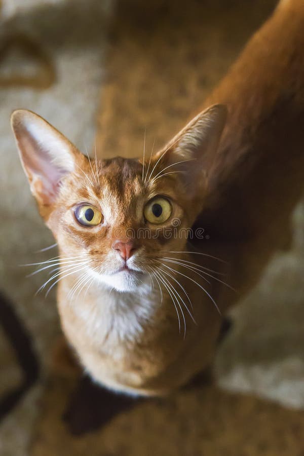 Portrait of Beautiful Young Abyssinian Cat. Close Up of Red Cat Stock ...