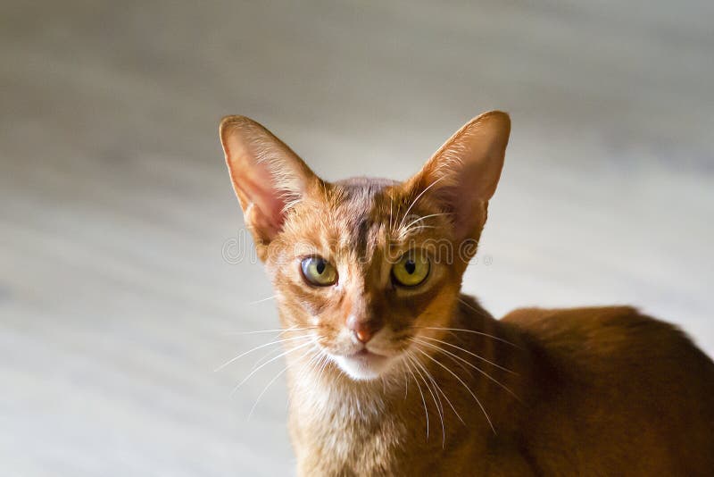 Portrait of Beautiful Young Abyssinian Cat. Close Up of Red Cat Stock ...