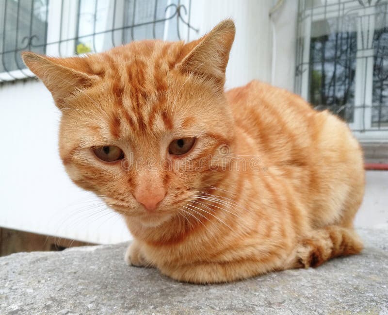 Portrait of a Beautiful Young Cat Stock Image - Image of looking ...