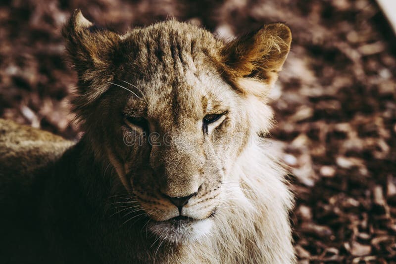 Portrait of a young lion stock photo. Image of beautiful - 192551762