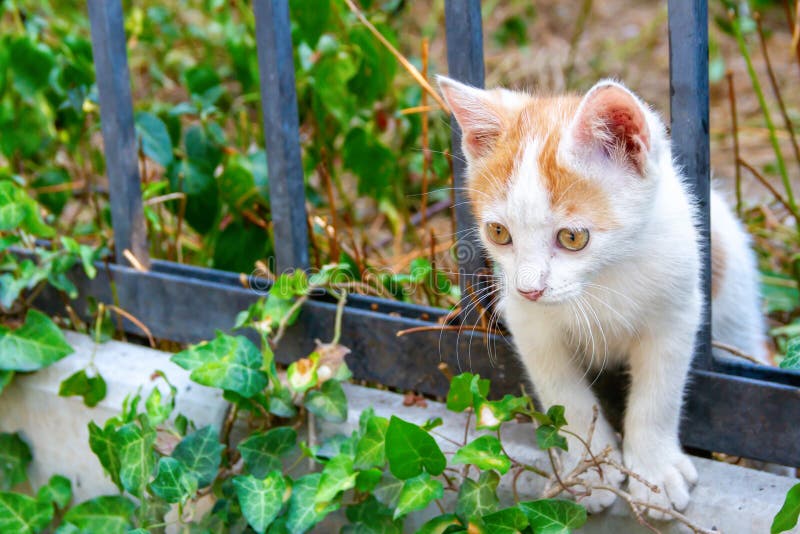 Portrait of a Beautiful Young Multi-colored Cat Stock Photo - Image of ...