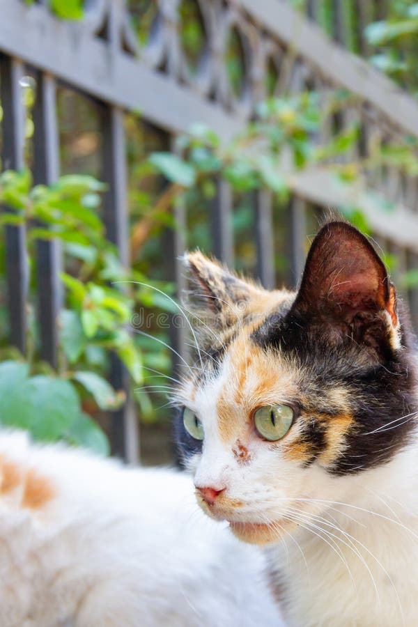 Portrait of a Beautiful Young Multi-colored Cat Stock Photo - Image of ...