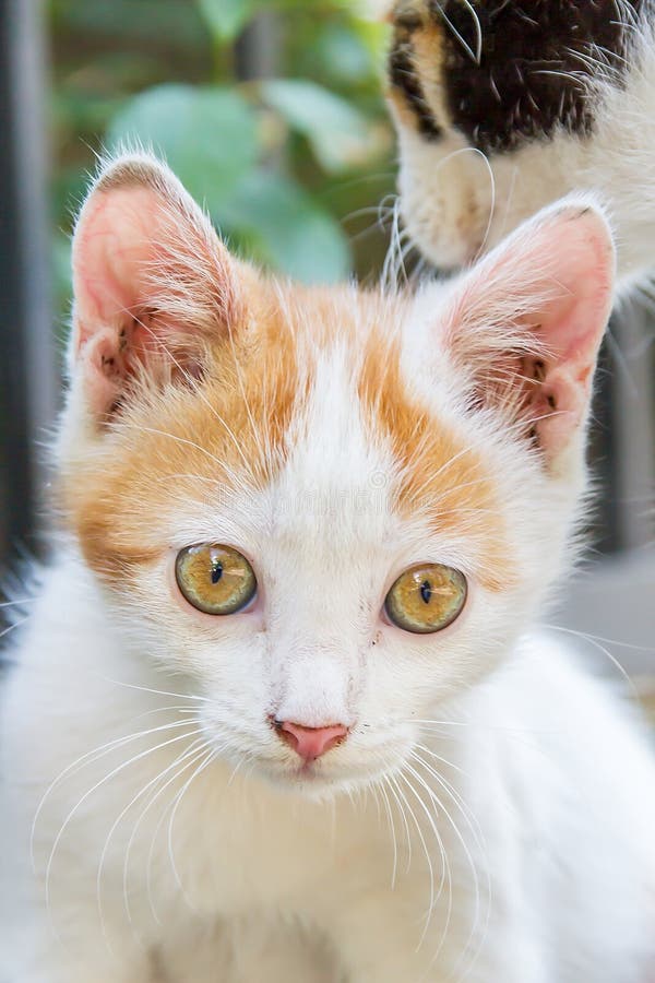 Portrait of a Beautiful Young Multi-colored Cat Stock Image - Image of ...