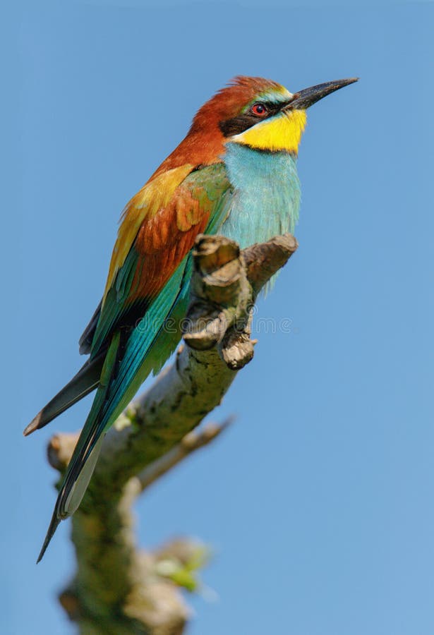 Portrait of a bee-eater stock photo. Image of bird, dragonfly - 384760564