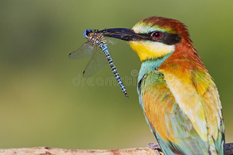Bee eater with dragonfly stock image. Image of summer - 101932615