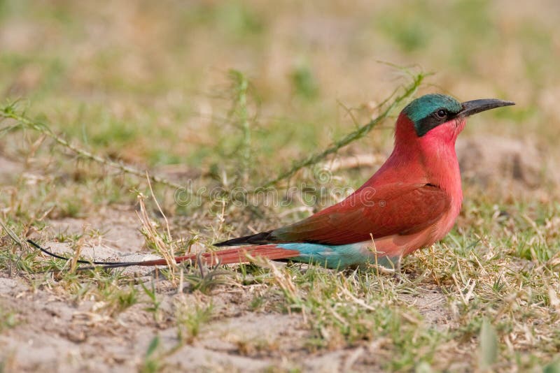 Portrait of a Bee-eater in Southern Africa. Stock Image - Image of ...