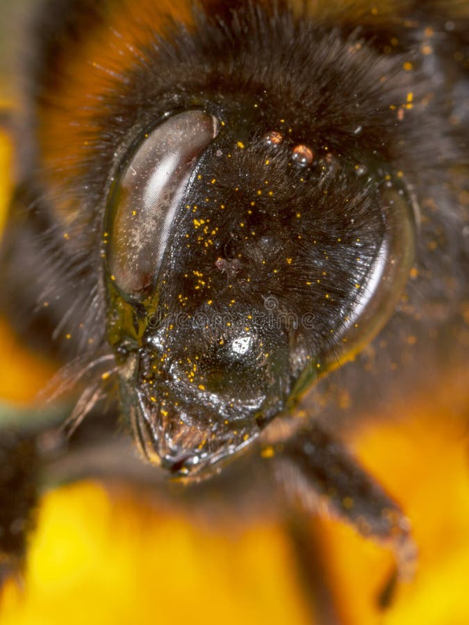Portrait of a Bee on Nature Stock Photo - Image of black, eyes: 138794506
