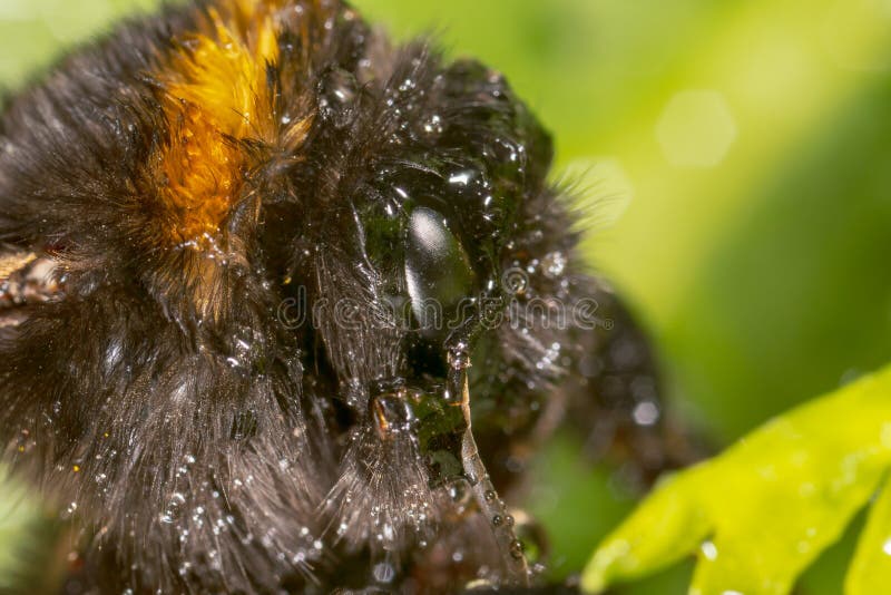 Portrait of a Bee on Nature Stock Image - Image of closeup, micro ...