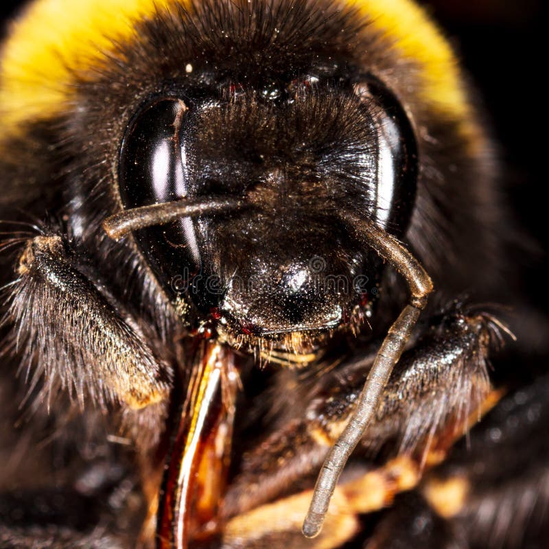 Portrait of a Bee on Nature Stock Photo - Image of macro, white: 138834416