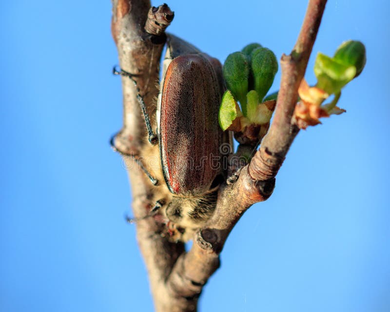 Portrait of a Beetle on a Branch of a Tree Stock Image - Image of ...