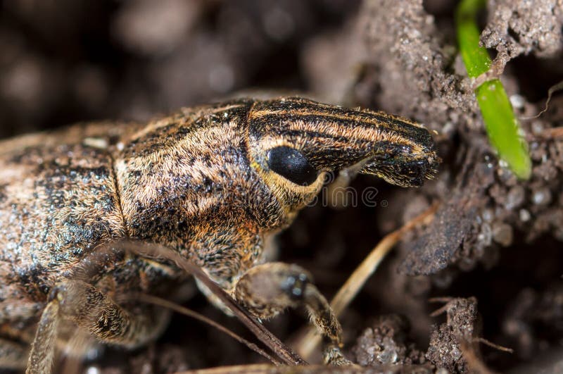 Portrait of a Beetle in the Ground Stock Photo - Image of violet ...