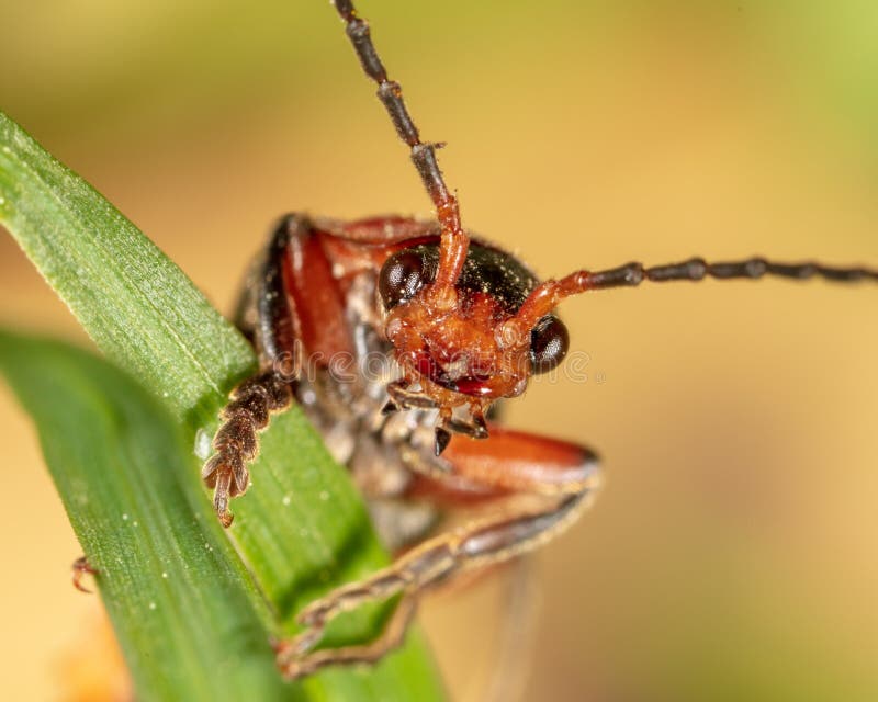 Portrait of a Beetle in Nature Stock Image - Image of forest, yellow ...