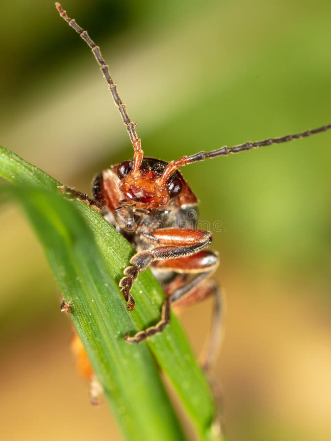 Portrait of a Beetle in Nature Stock Image - Image of stag, wildlife ...