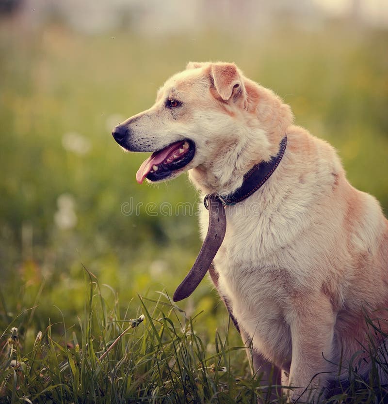 Portrait of the Beige Dog Sitting in a Grass. Stock Photo - Image of ...