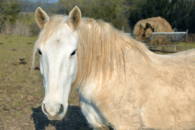 Beige Horse Stock Photos - Download 997 Royalty Free Photos