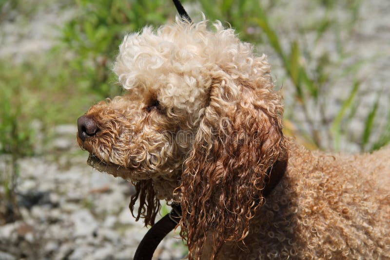 Portrait of beige poodle stock photo. Image of beige - 73825868