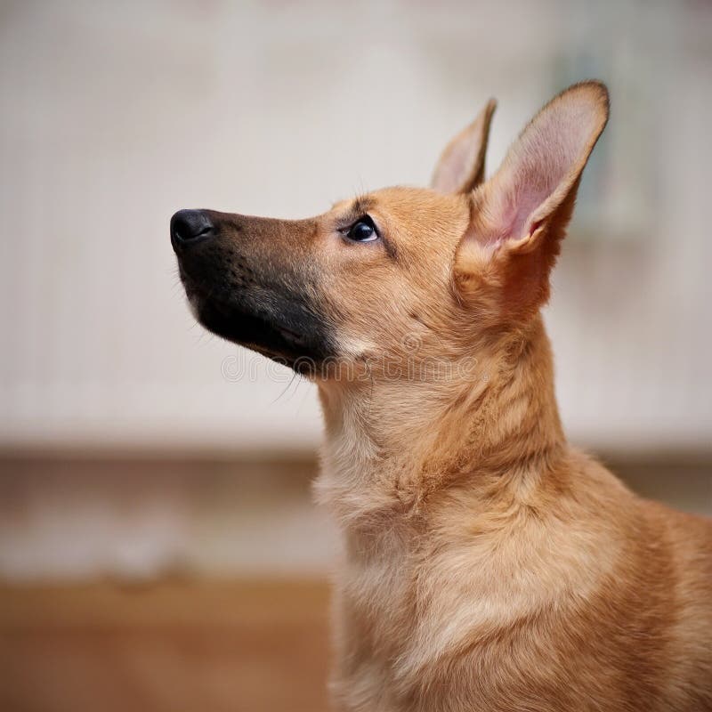 Portrait of a Big Beige Dog. Stock Image - Image of mongrel, portrait ...