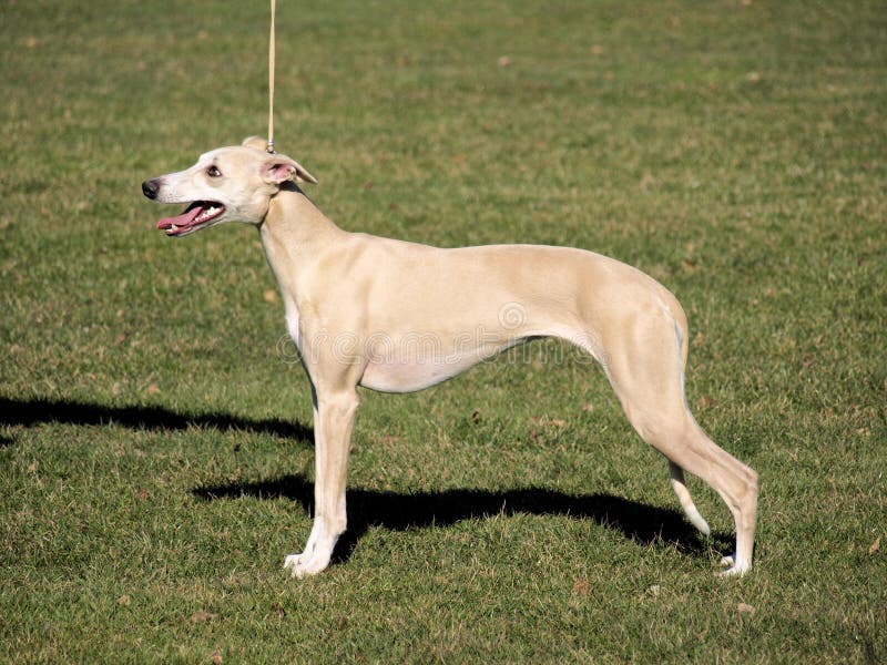Portrait of Beige Whippet Female Stock Photo - Image of greyhound ...