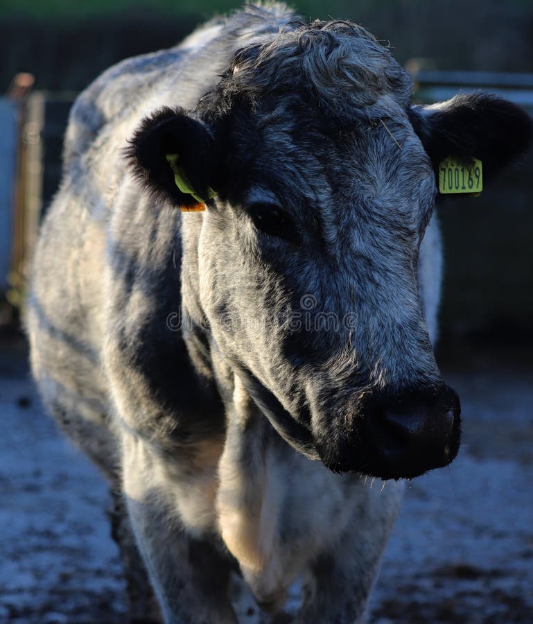 Portrait of a Belgian Blue Cow Stock Image - Image of farming ...