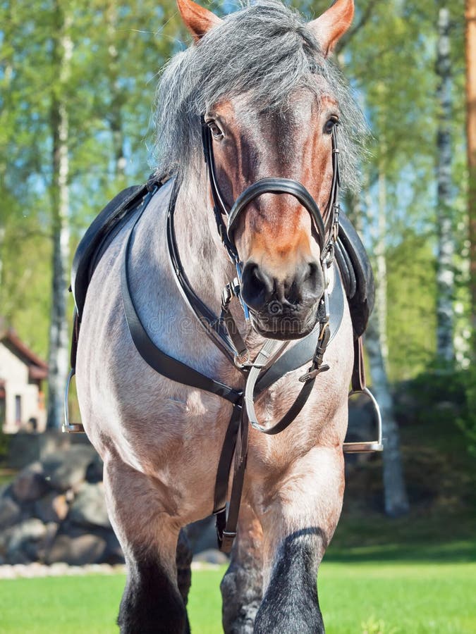 Portrait of Belgian Draught Horse. Stock Image - Image of head, horse ...