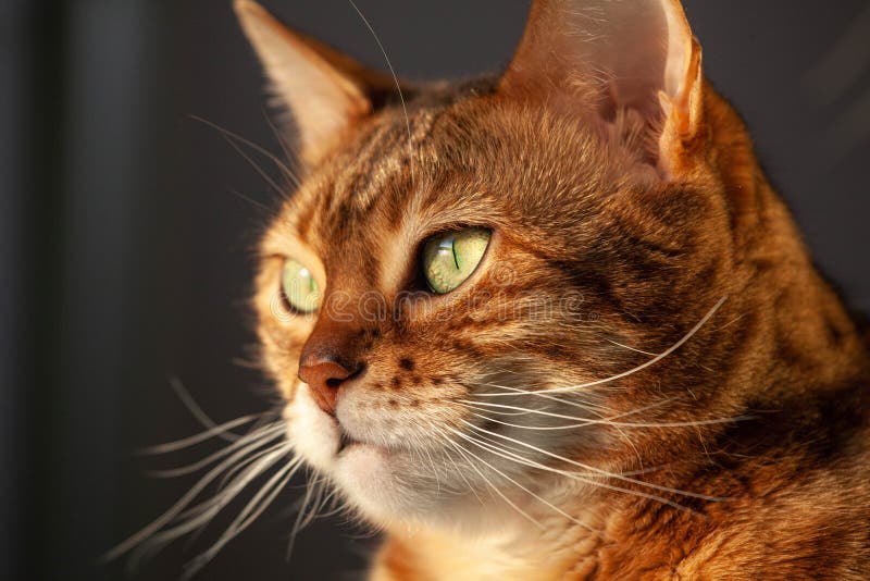 Portrait of Bengal Cat Looks into the Left Stock Image - Image of ...