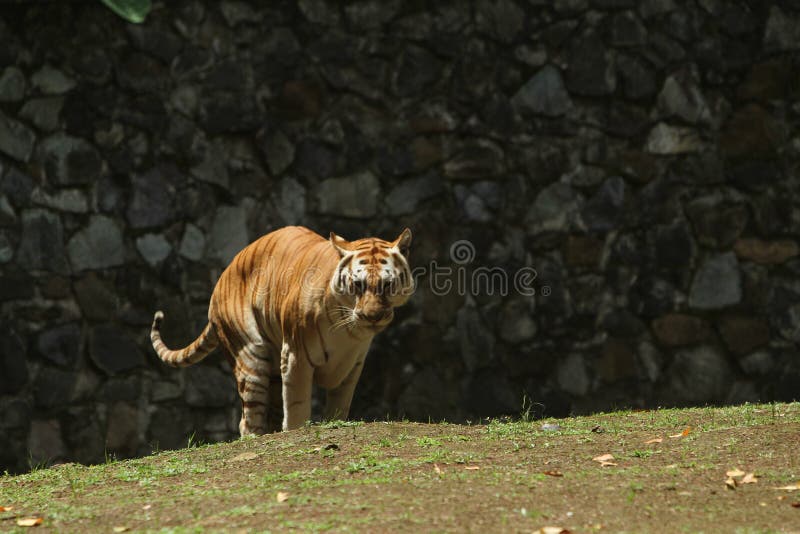 Portrait of a Bengal Tiger Sitting in the Grass Stock Photo - Image of ...
