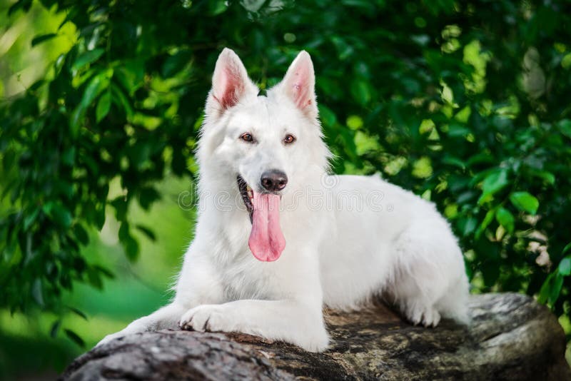 Portrait of Berger Blanc Suisse Lying on Tree Stock Image - Image of ...