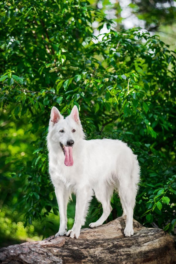 Portrait of Berger Blanc Suisse Standing on Tree Stock Image - Image of ...