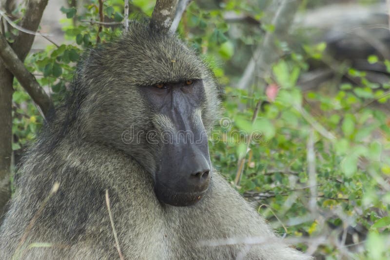 Baboon Biting Another on the Rear End Stock Photo - Image of monkeys ...