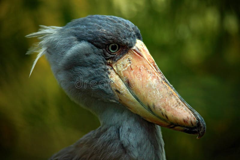Portrait of Big Beak Bird Shoebill, Balaeniceps Rex Stock Image - Image ...