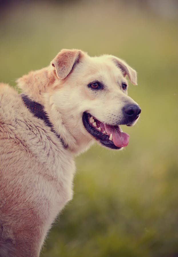 Portrait of a beige dog. stock photo. Image of hairy - 31510956