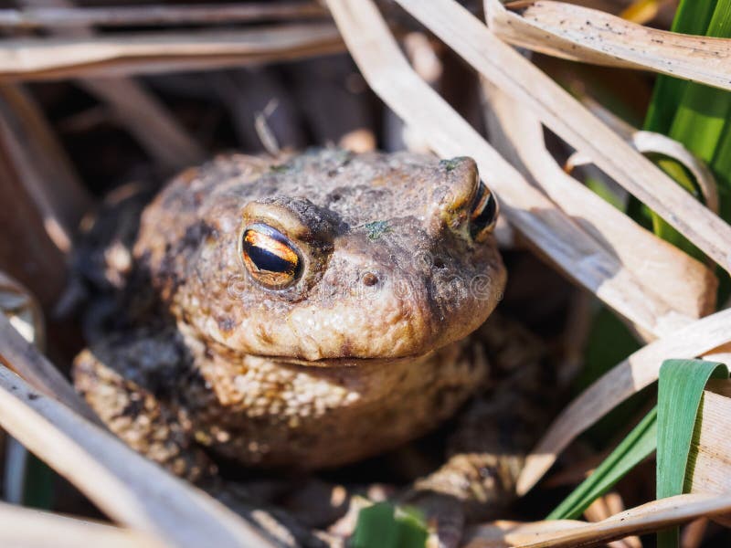 Big fat toad stock image. Image of close, common, side - 25798905