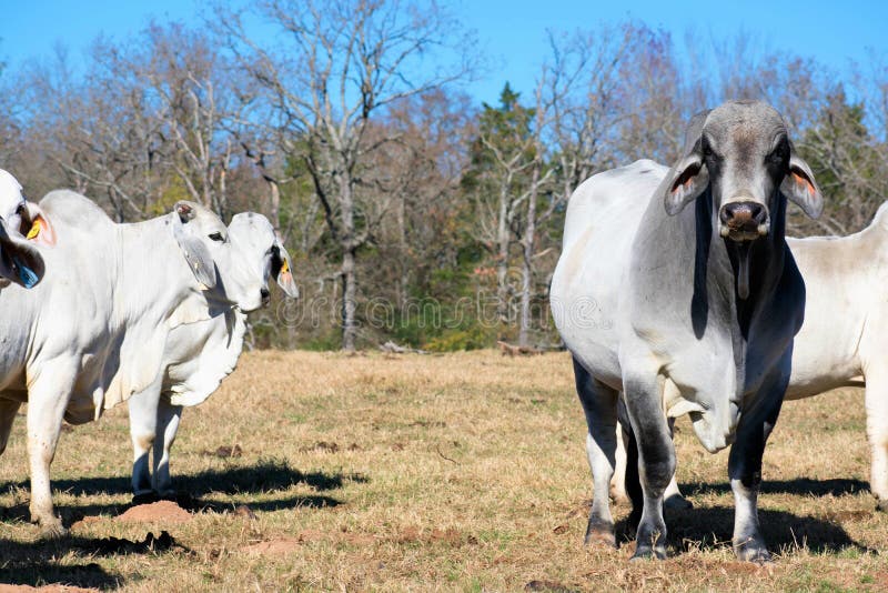 458 Brahma Bull Stock Photos - Free & Royalty-Free Stock Photos from ...