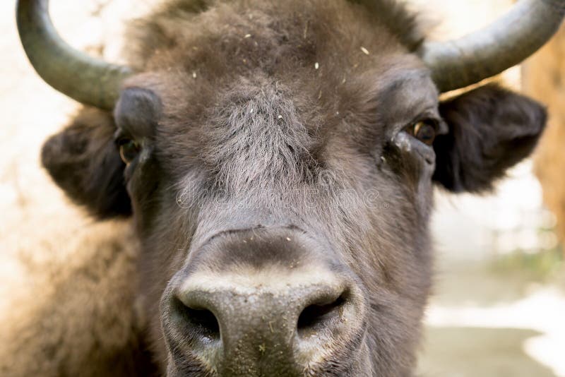 Portrait of a big buffalo stock image. Image of dangerous - 92646439