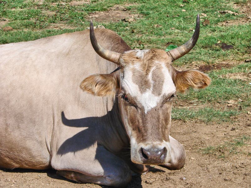 Portrait of the Big Cow Looking at the Photographer Stock Photo - Image ...