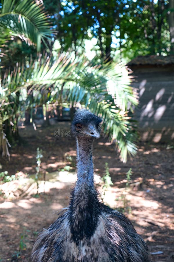 Portrait of a Big Emu Bird Looking To the Camera Stock Image - Image of ...