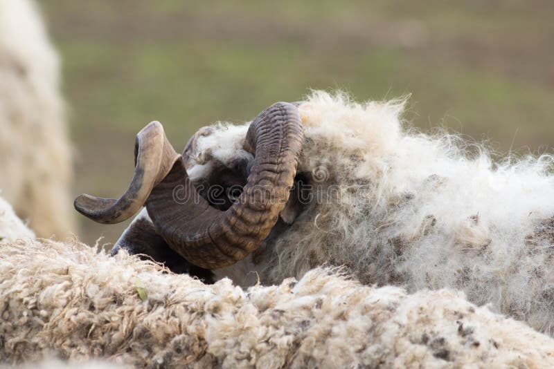 Portrait of big horned Ram stock image. Image of crazy - 164919781