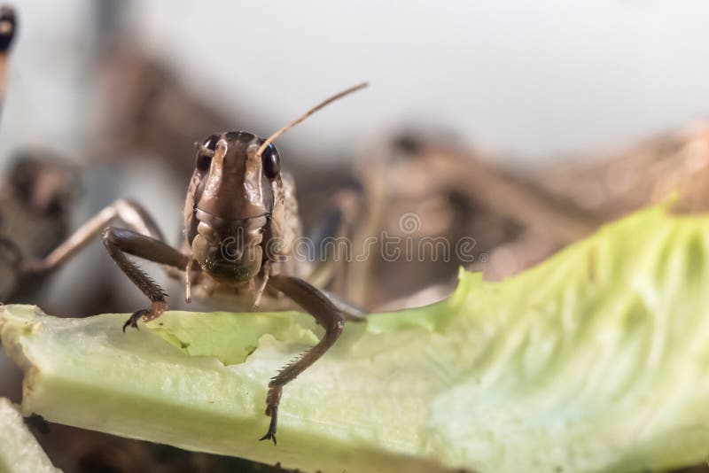 Portrait of a locust stock photo. Image of solitary - 108549826