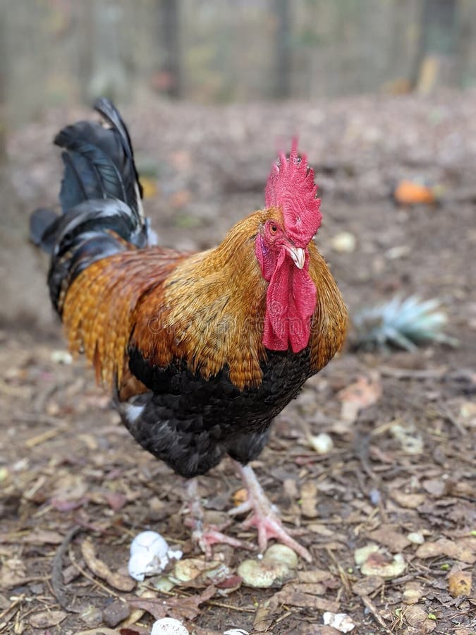 Portrait of a Big Rooster Posing for Camera Stock Photo - Image of ...