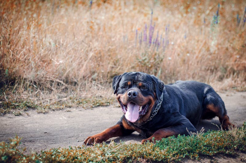 Giant Rottweiler