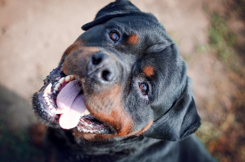 Portrait of the Big Rottweiler Dog Closeup Stock Image - Image of ...