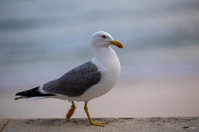 Portrait of Big Sea Gull Against the Sea Stock Photo - Image of ocean ...