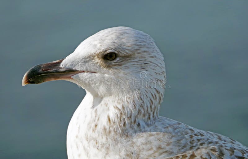 Portrait of Big Sea Gull on Background Sky Stock Photo - Image of ...