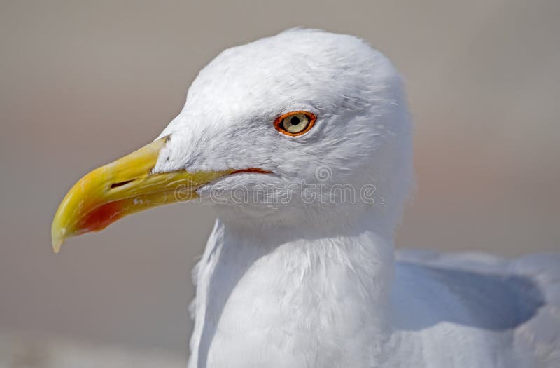 Portrait of big seagull stock photo. Image of wing, isolated - 124936406