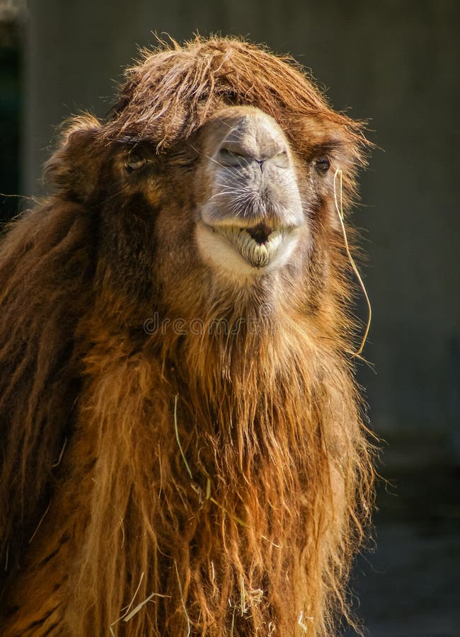 Portrait of a Big Shaggy Red Camel Stock Photo - Image of zoological ...