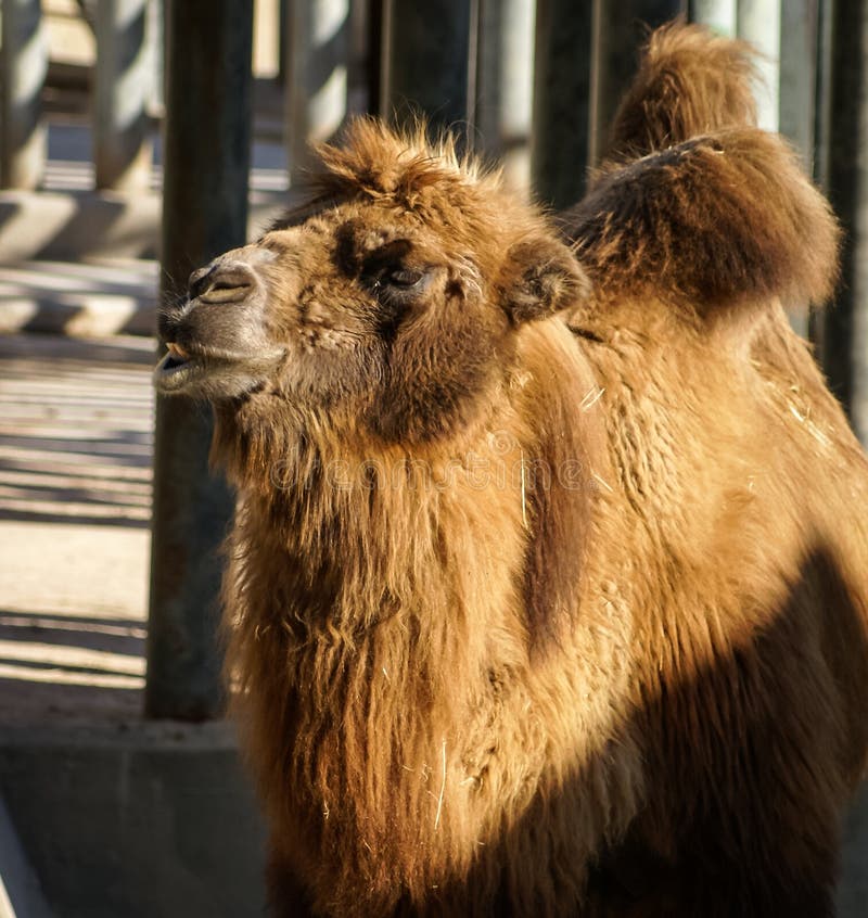 Portrait of a Big Shaggy Red Camel Stock Image - Image of fauna, mamal ...