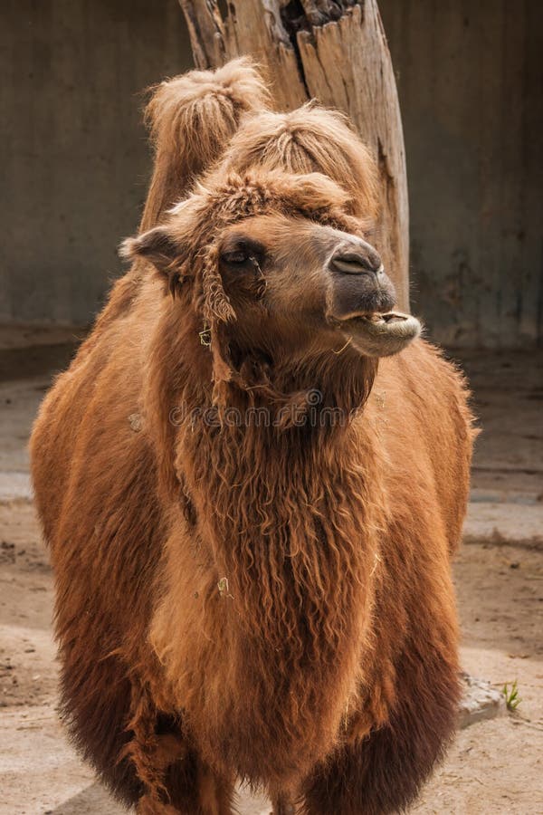 Portrait of a Big Shaggy Red Camel Stock Photo - Image of zoological ...