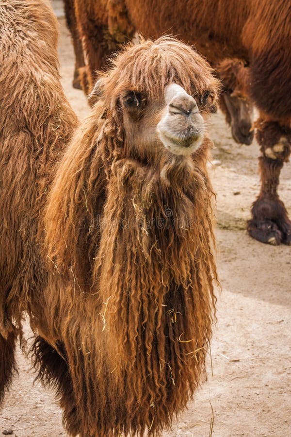 Portrait of a Big Shaggy Red Camel Stock Photo - Image of zoological ...