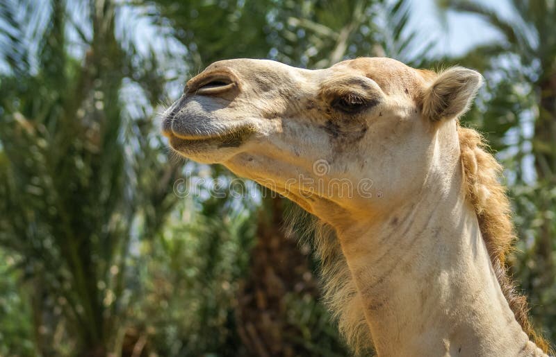 Portrait of a Big Shaggy Red Camel Stock Image - Image of cute ...