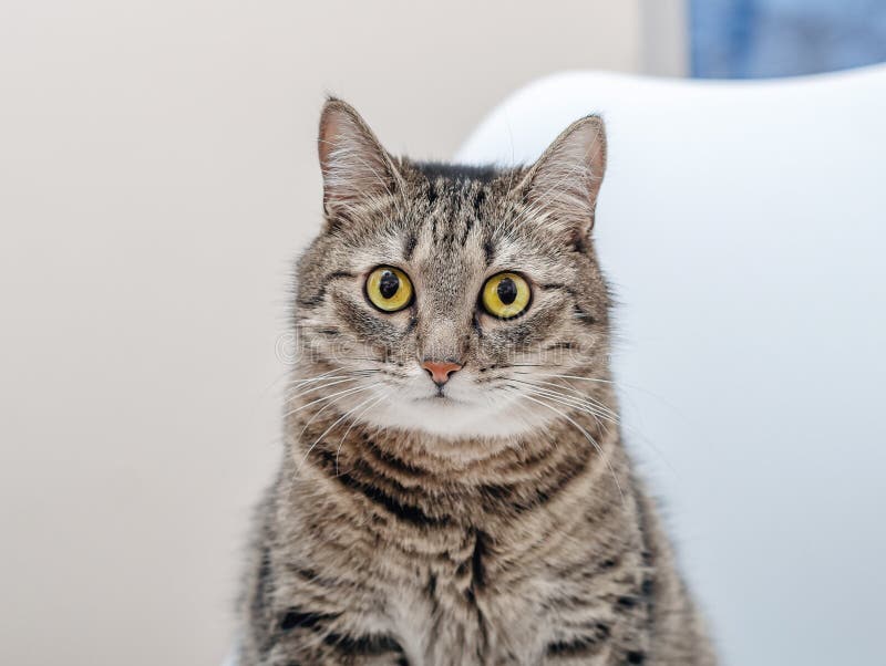 Portrait of a Big Tabby Cat. Sitting on the Floor. Looking at the ...